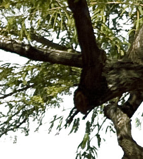 Texture TIFF Chilean Mesquite tree