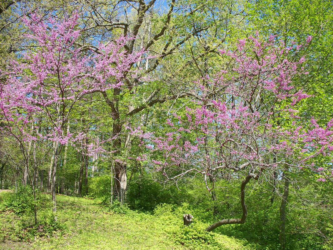 Stock JPEG tree trees flower