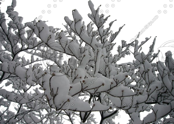 Texture Photoshop winter tree snow