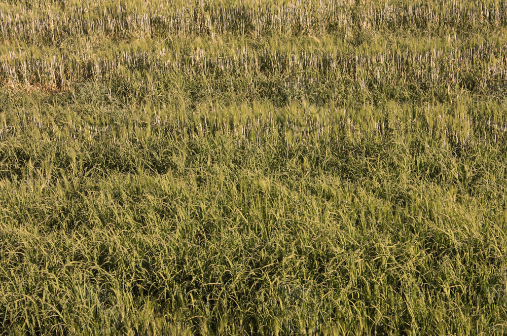 Texture JPEG grass weeds undergrowth