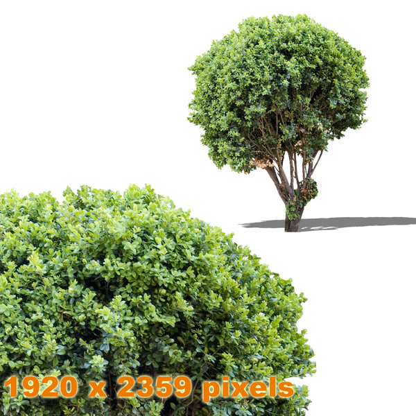 Texture PNG shrub Green Tree