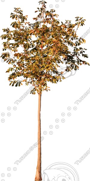 Texture JPEG tree photo transparent