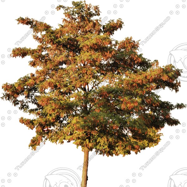 Texture PNG tree photo transparent