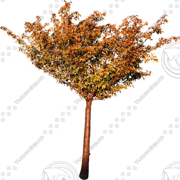 Texture JPEG tree photo transparent