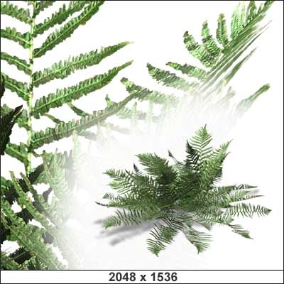 Texture Photoshop top view fern