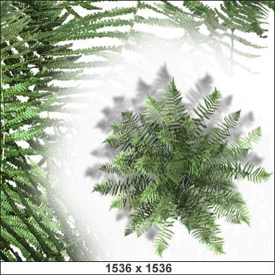 Texture Photoshop top view fern