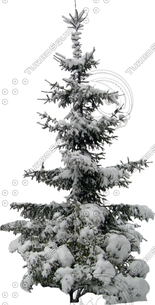 Texture Photoshop winter tree snow