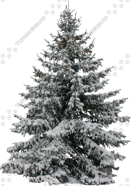 Texture Photoshop winter tree snow