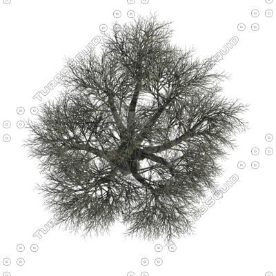 Texture PNG tree top middle