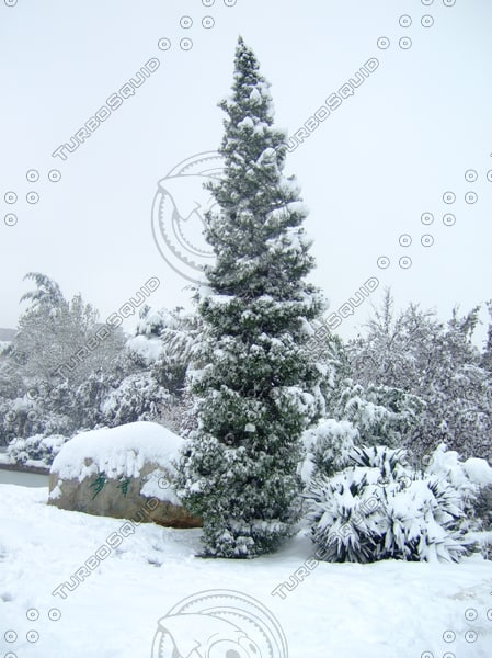 Texture JPEG snow tree winter