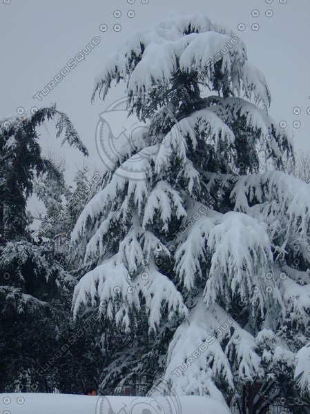 Texture JPEG snow tree winter