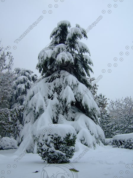 Texture JPEG snow tree winter