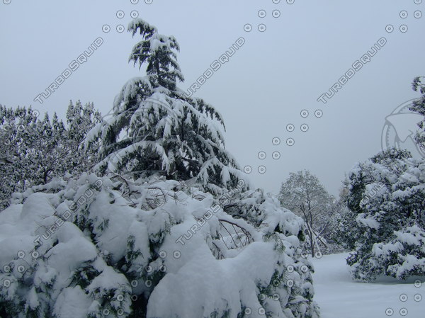 Texture JPEG snow tree winter