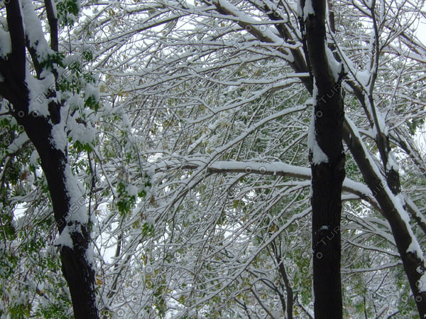 Texture JPEG snow tree winter