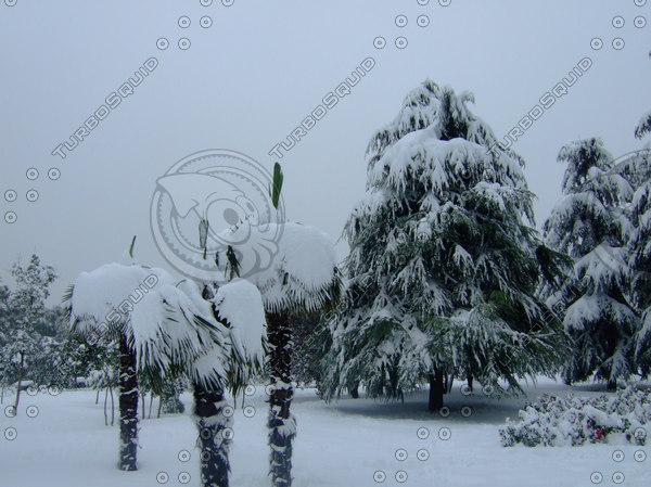 Texture JPEG snow tree winter
