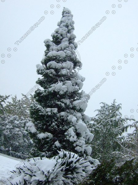 Texture JPEG snow tree winter