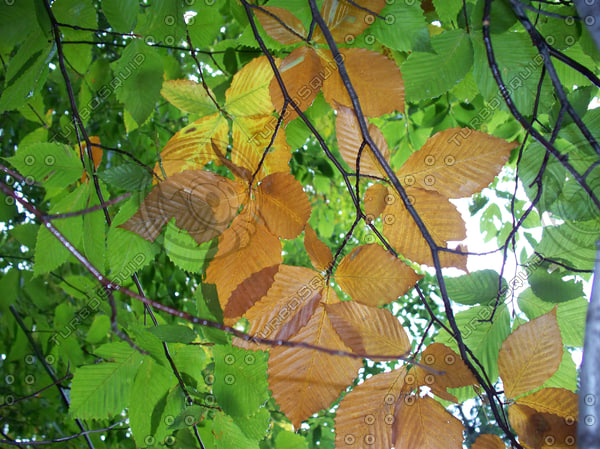Stock JPEG beach tree leaves