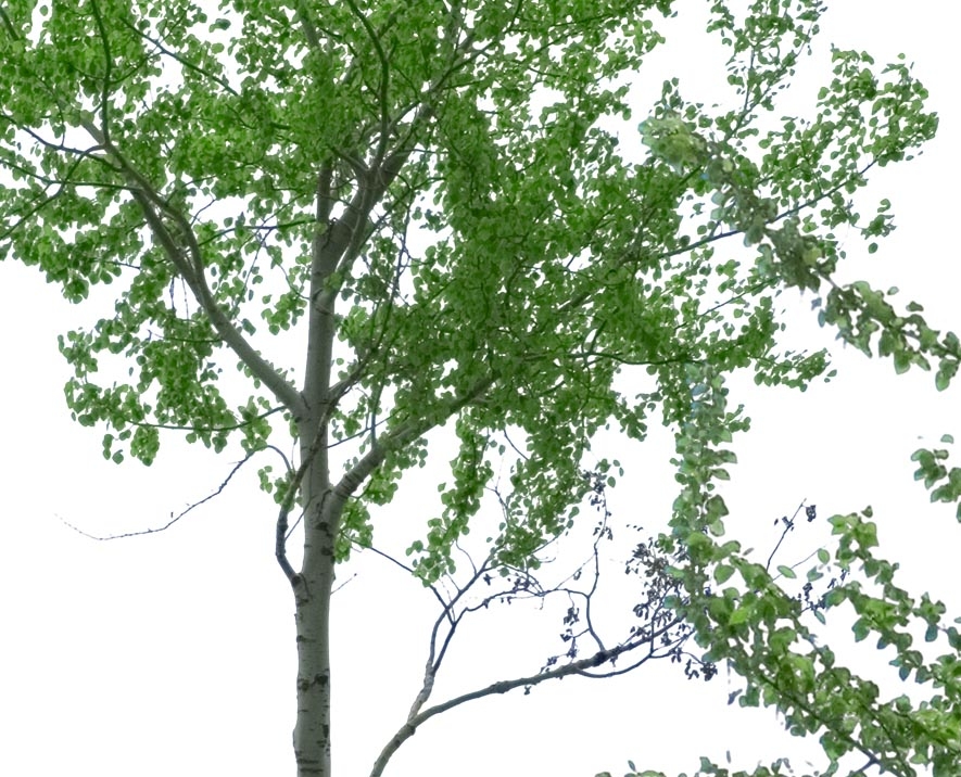 Texture Photoshop Birch Tree Foliage