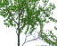 Texture Photoshop Birch Tree Foliage