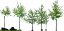 Texture Photoshop Birch Tree Foliage