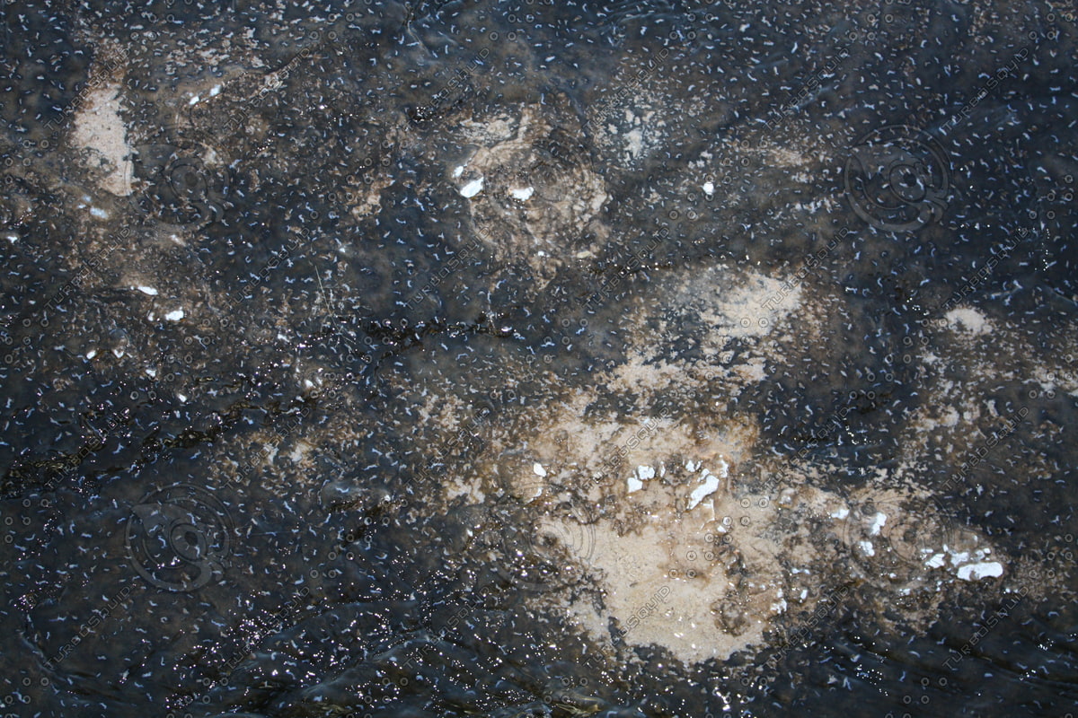 Texture Other black algae mat