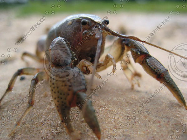 Stock JPEG Crawfish fish fishing