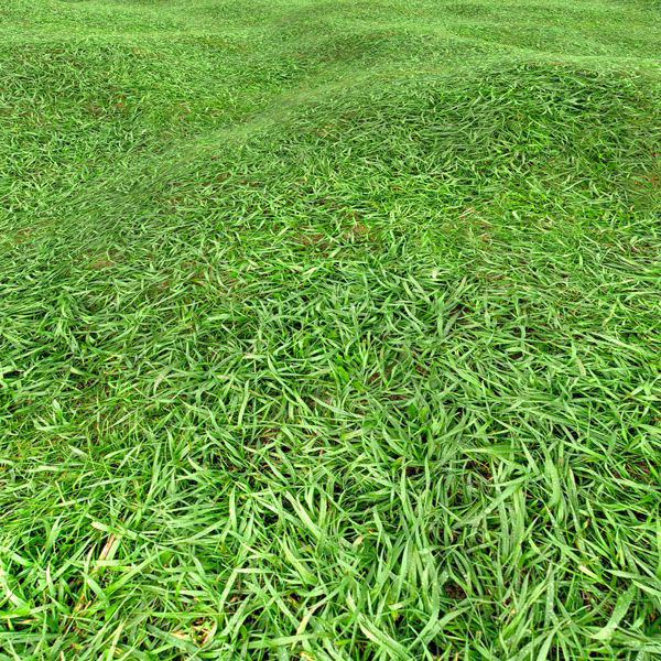Texture JPEG grass terrain ground