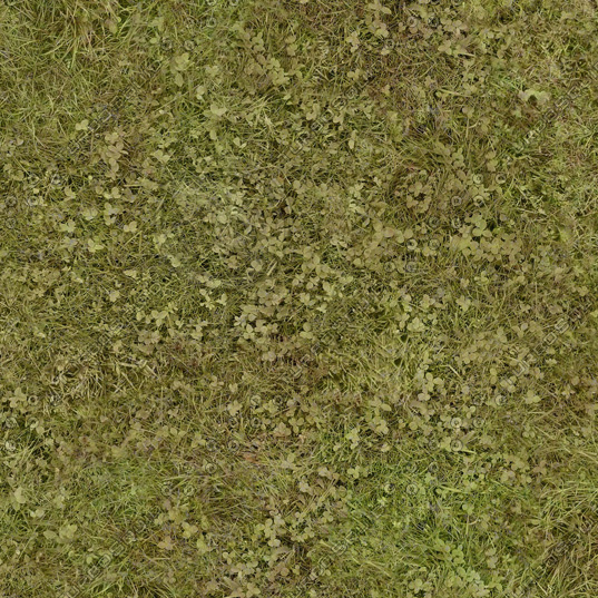 Texture JPEG Grass Textures Maps