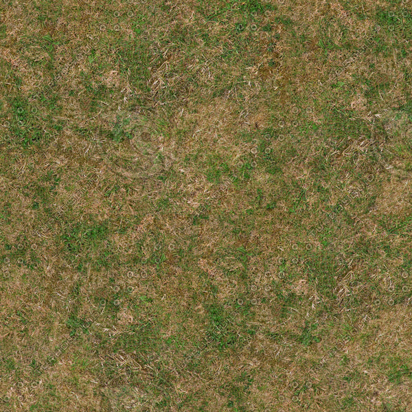 Texture JPEG Grass Textures Maps
