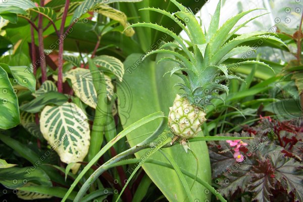 Stock JPEG Mini Pineapple Plant