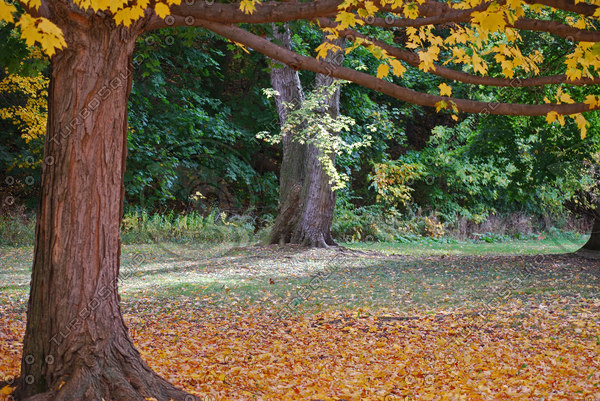 Stock JPEG Tree leaves parks