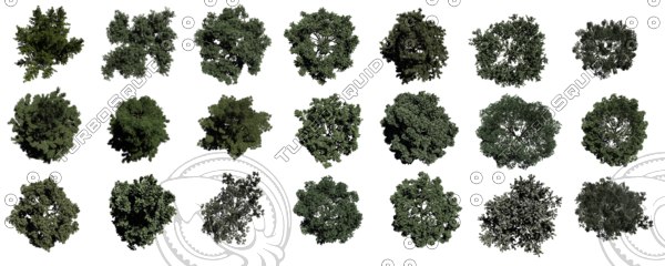 Texture PNG tree top view