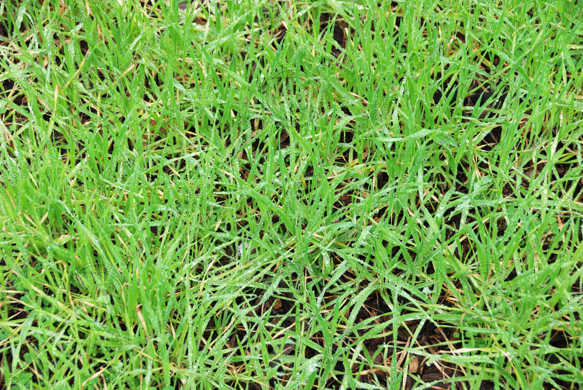 Texture JPEG grass wet background