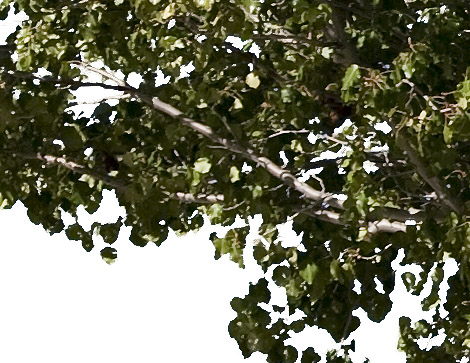 Texture TIFF tree 2d masked