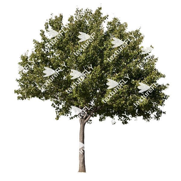 Texture TIFF tree 2d masked