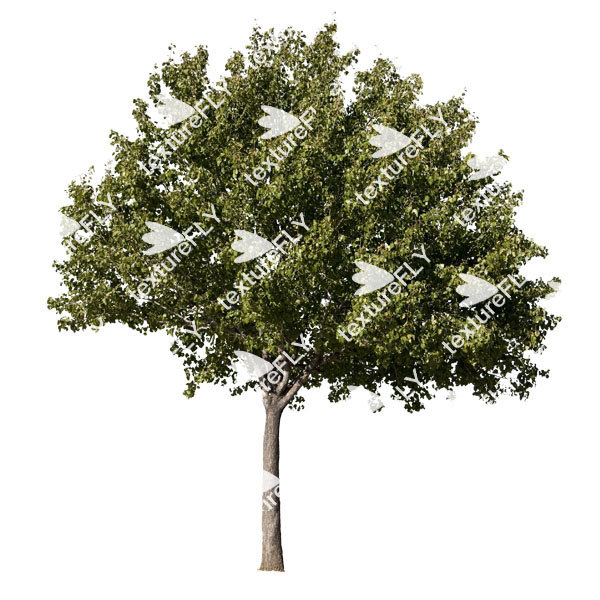 Texture TIFF tree 2d masked
