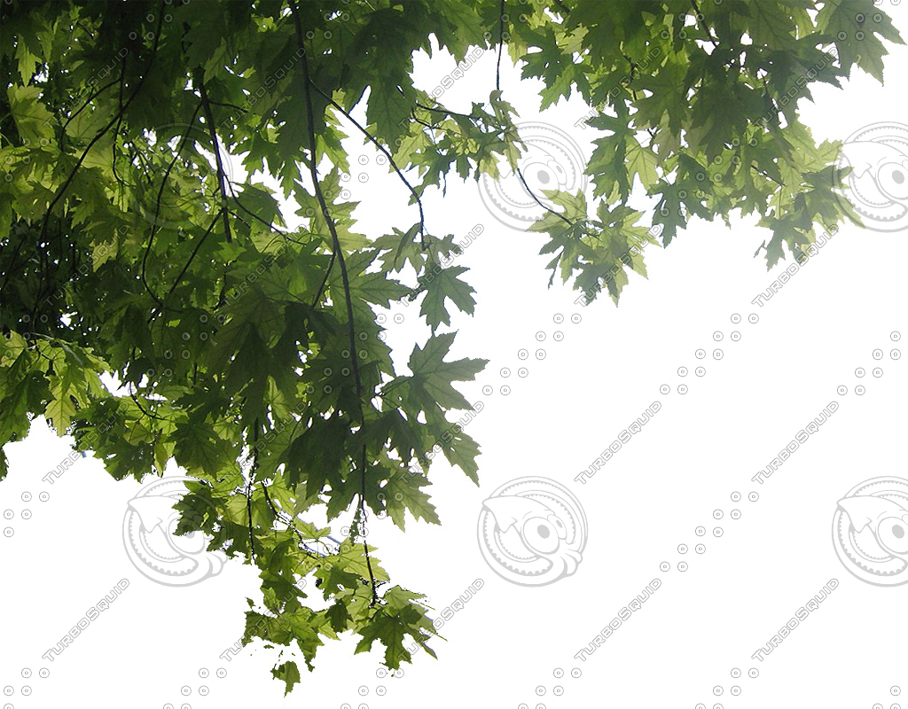 Stock Photoshop foreground tree plant