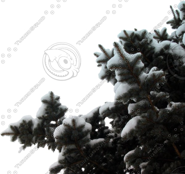 Texture Photoshop winter tree snow