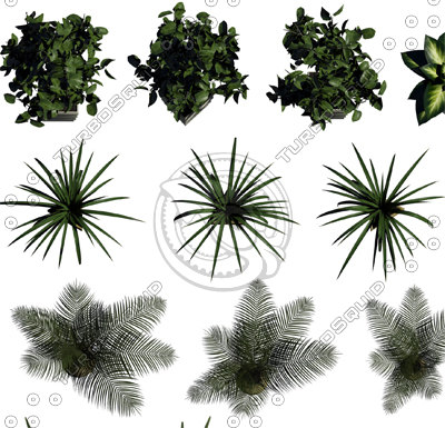 Texture Photoshop plants top plant