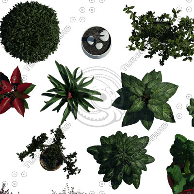 Texture Photoshop plants top plant