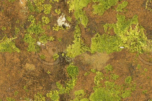 Texture JPEG moss grass plant