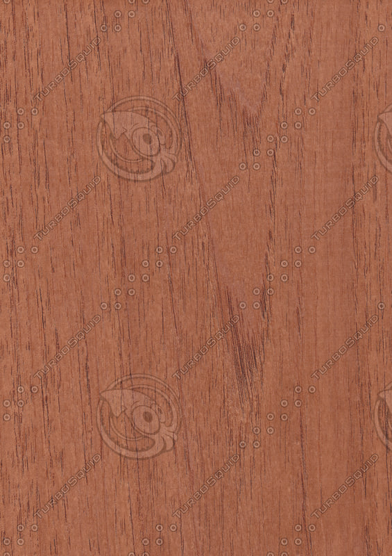 Texture JPEG cedar oak tree