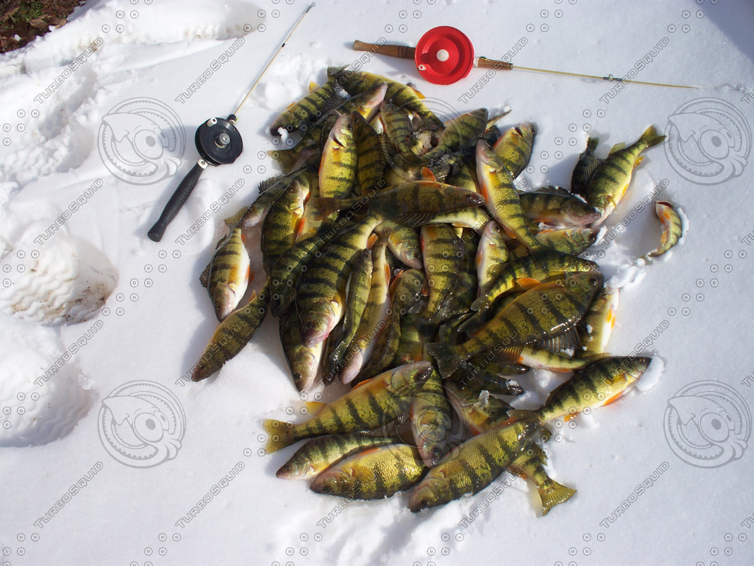 Texture JPEG perch ice fish