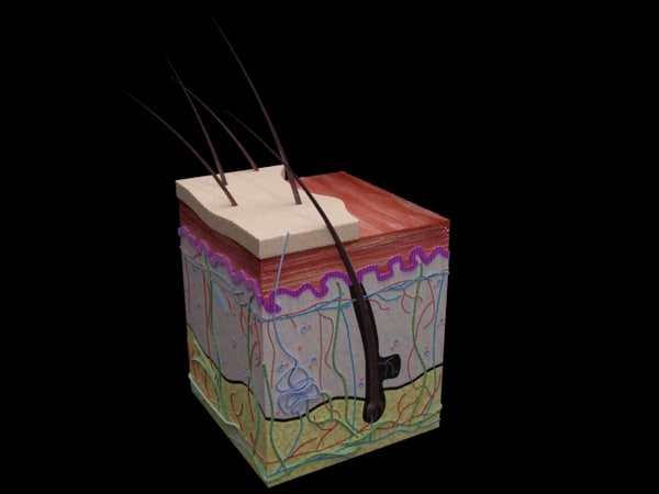 Materials skin cut anatomy