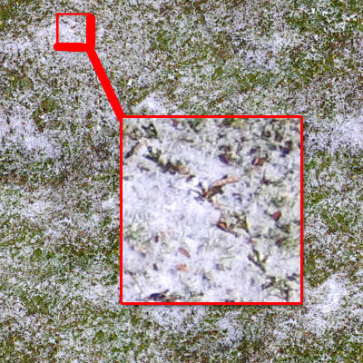 Texture JPEG snow grass texture