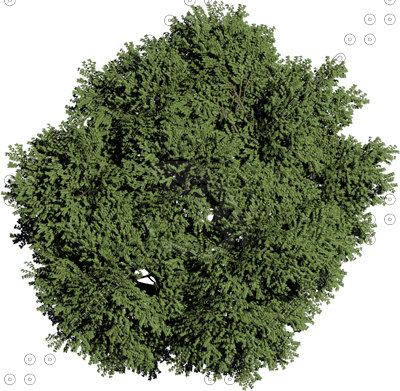 Texture PNG tree top middle
