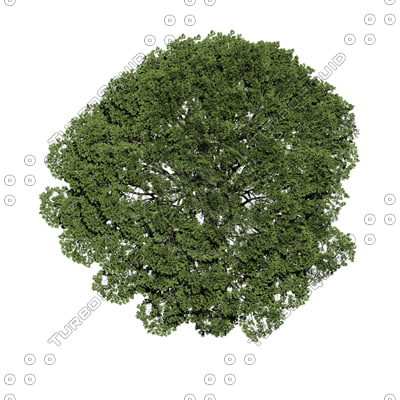 Texture PNG tree top middle