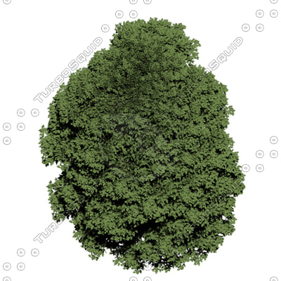 Texture PNG tree top middle