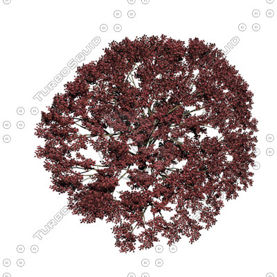 Texture PNG tree top middle