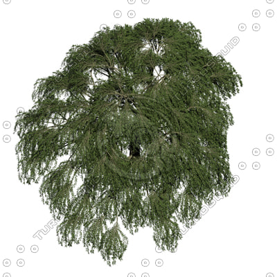 Texture PNG tree top middle